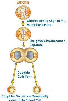 Cell division : Mitosis |Genetic Engineering Info