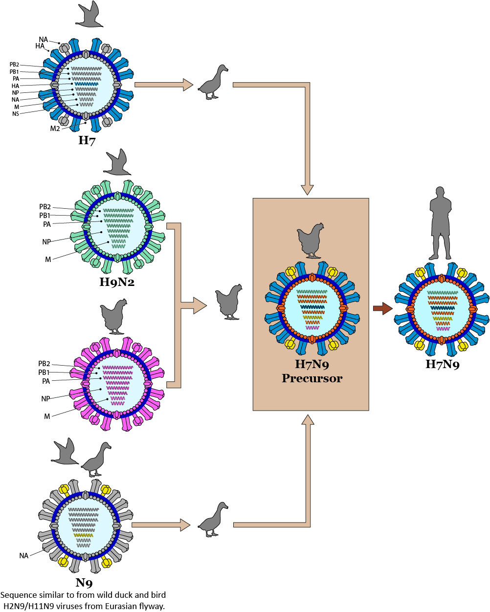 VDU's blog: The Rubik's cube of influenza A genes spins up a new ...