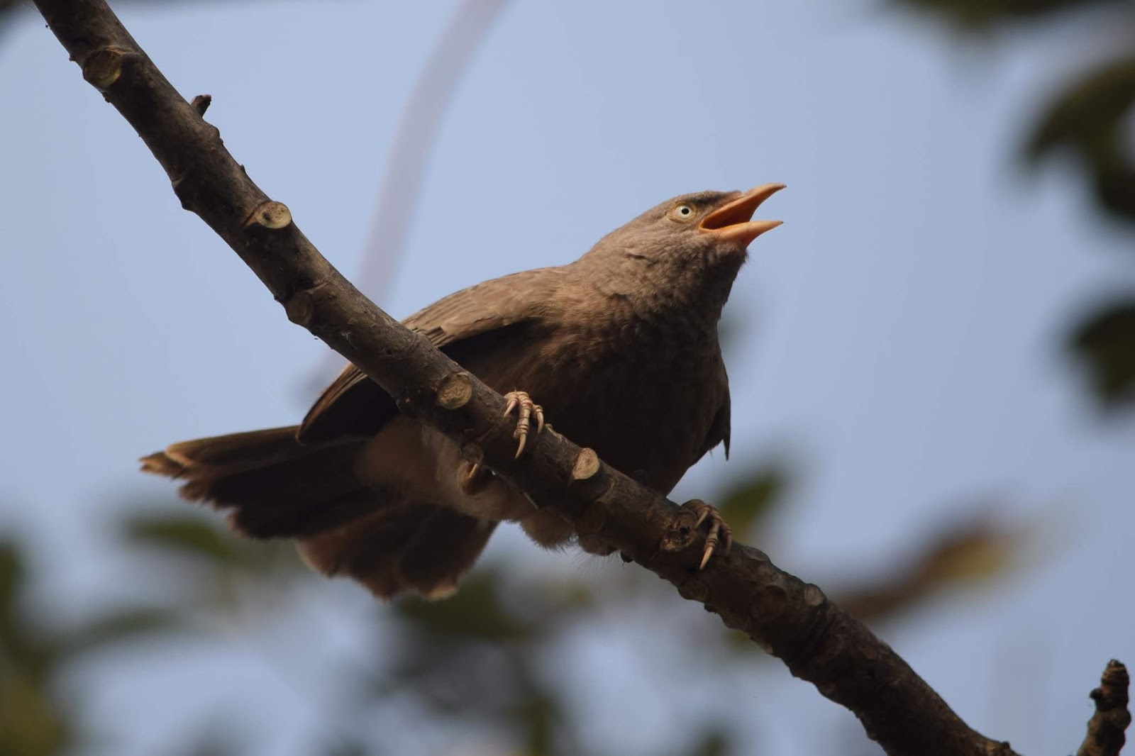 Birds in Bihar