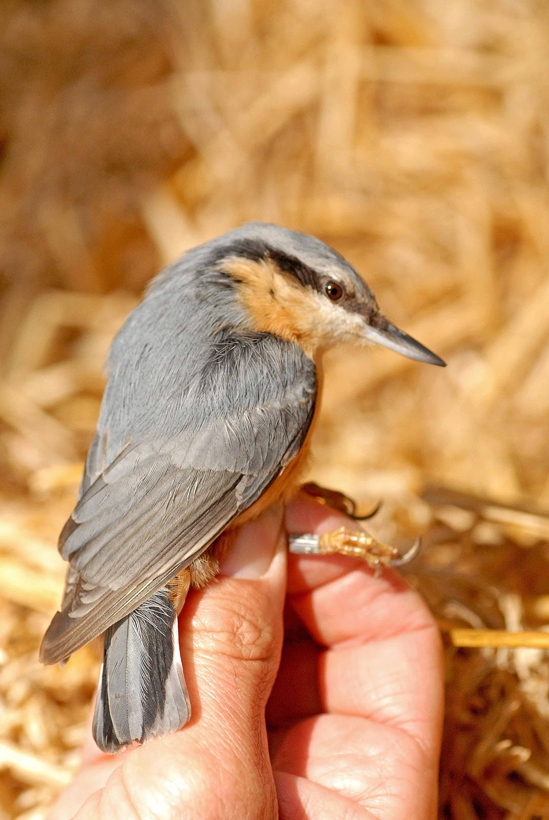 Northamptonshire Birding: Ringing & Bonaparte's