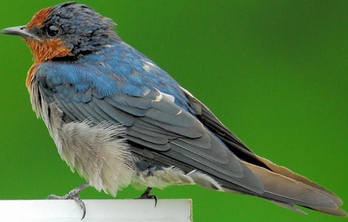 Tongan Tropical Moist Forests: Avifauna