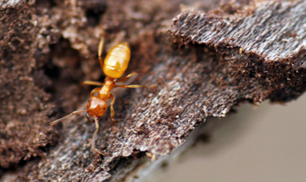 MObugs: Citronella Ants