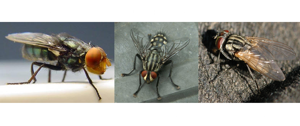 SERVICIO COMUNITARIO EN ENTOMOLOGIA FORENSE: Miasis