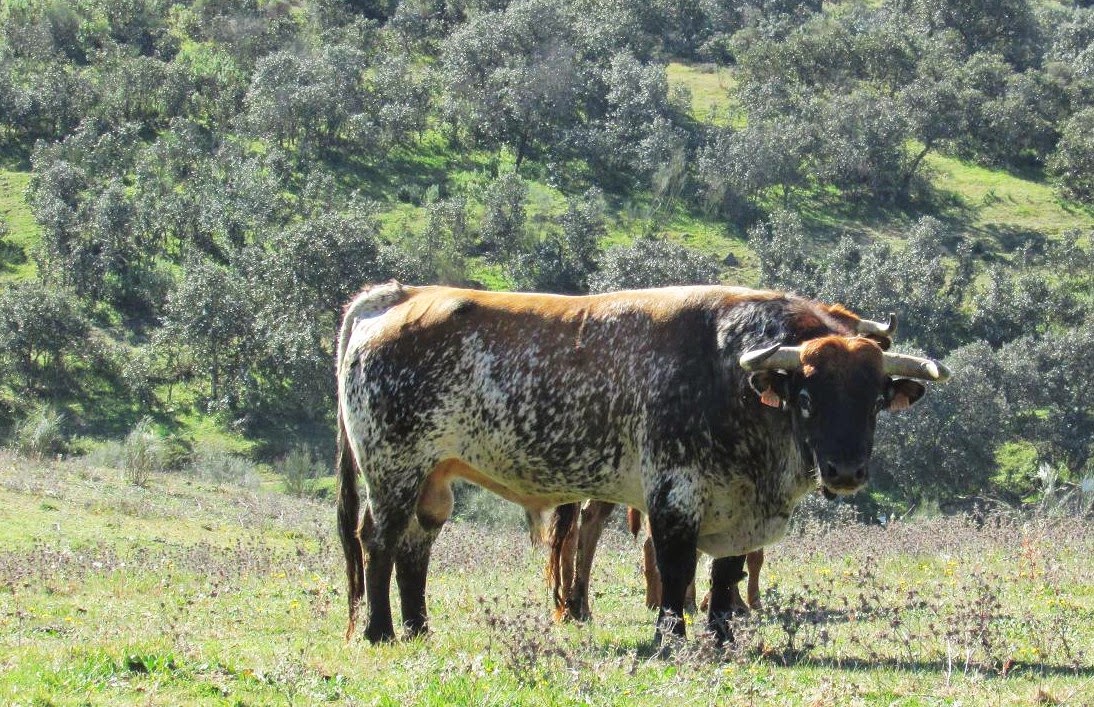 El Toro de Cenicientos: PEÑAJARA 2015: PESE A TODO A SEGUIR LUCHANDO