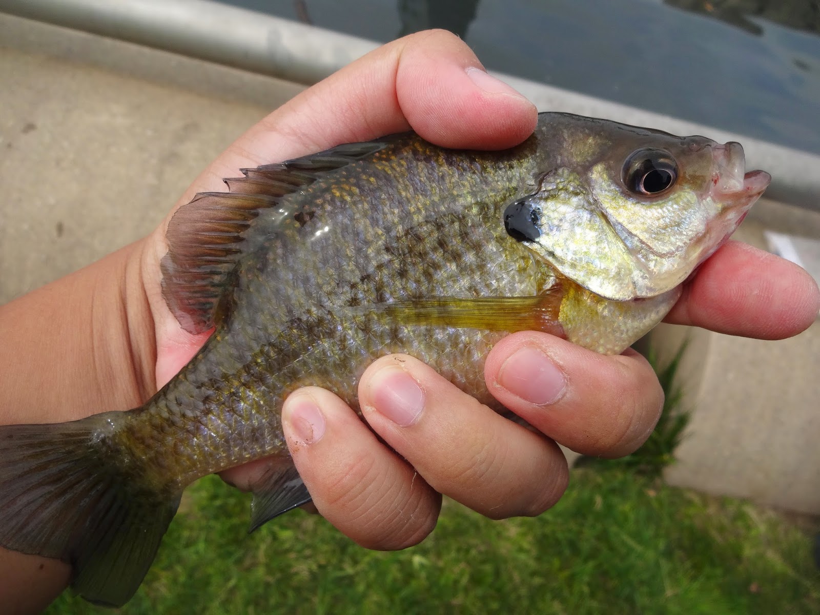 Extreme Philly Fishing: September Fishing Sessions: 09/21 - Catfishing ...