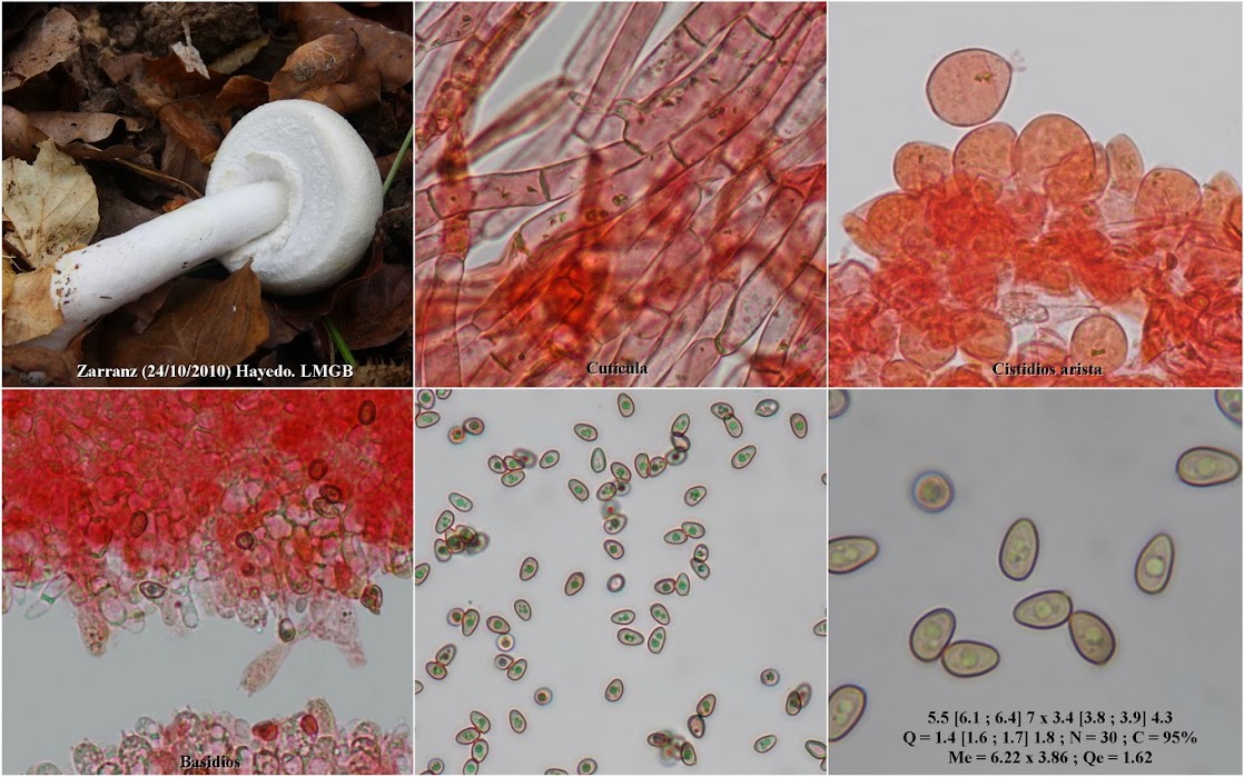 Guía de Setas y Hongos de Navarra.: Agaricus sylvicola (anamorfo ...