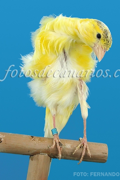 LOS CANARIOS DE POSTURA: Canarios Rizados (2)