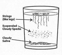 Rita anti-candida konyhája: A candida gomba tesztelése