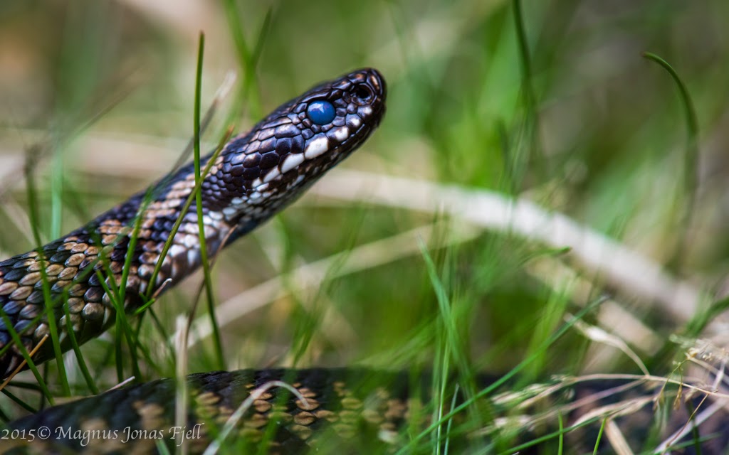 Magnus Jonas Fjell: Hoggorm i Karmøymarka