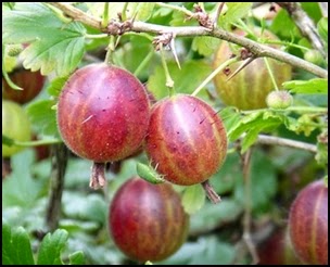 Jūsų sveikatai: Agrastai