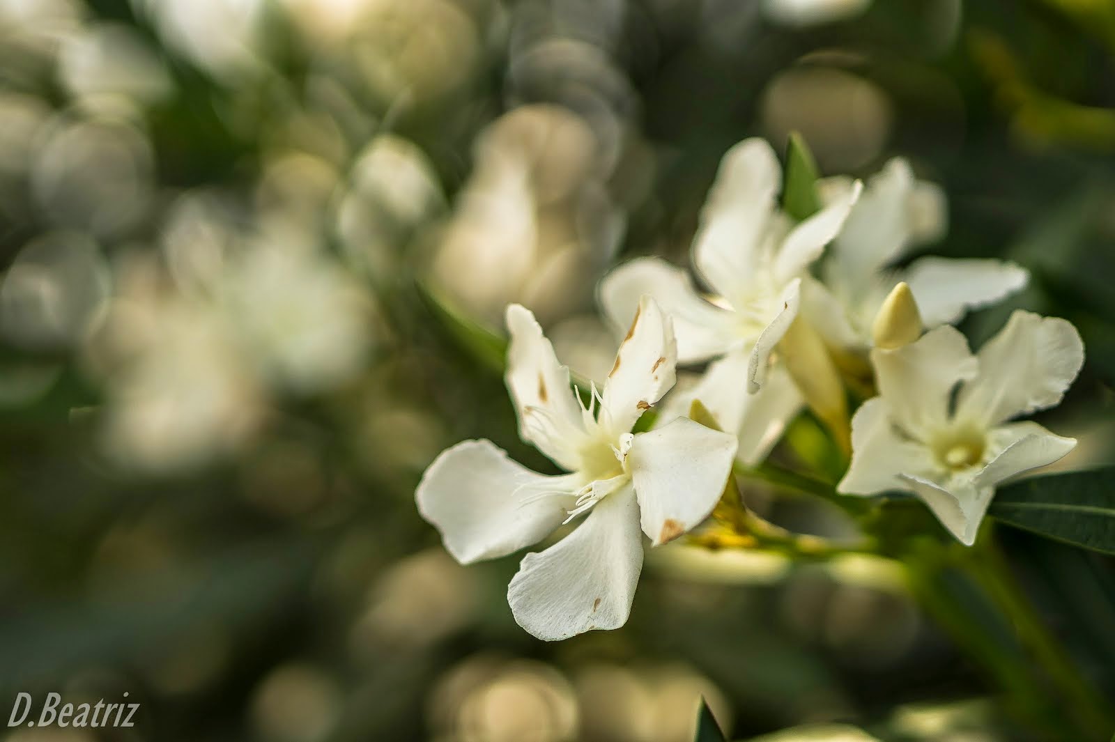 Qué es el efecto Bokeh y cómo aplicarlo en tus fotografías | Blog de Fotografía (Club f2.8 )