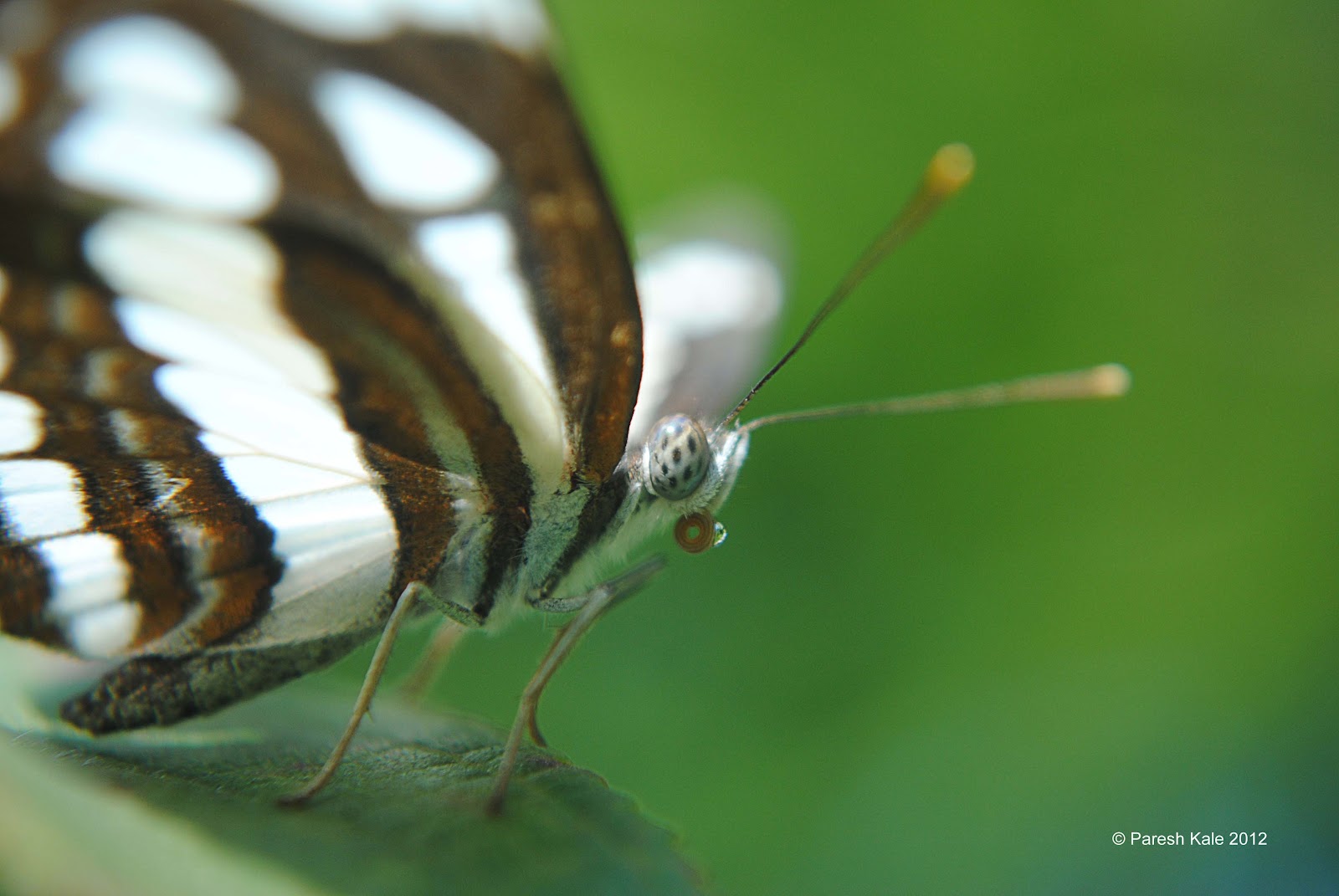 रुबाई - Rubaai: Angles for butterfly photography