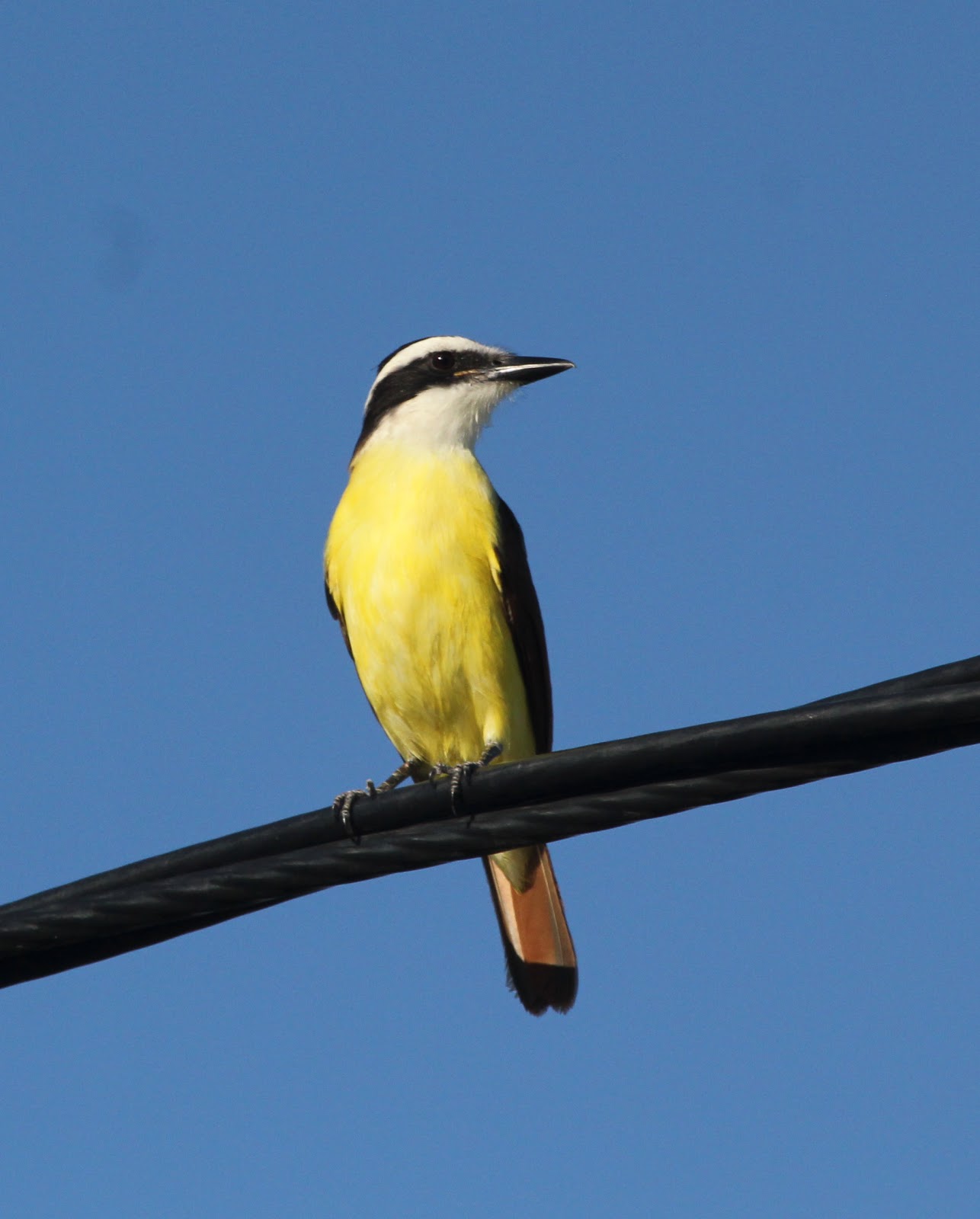 On the Wing: Lower Rio Grande Birding Festival 2012