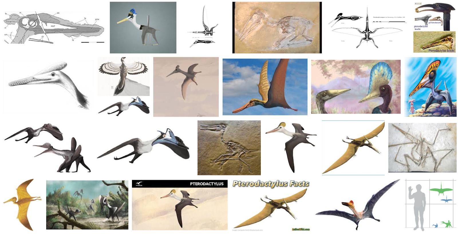 DinoGoss: The Many Crests of Pterodactylus