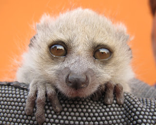 Livingstone Man: Bush baby arrives!