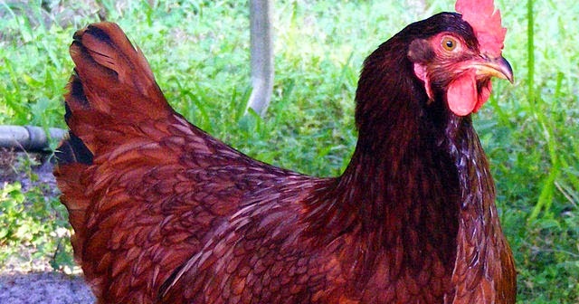 Amadas Galinhas : Galinha Rhodia (Rode)