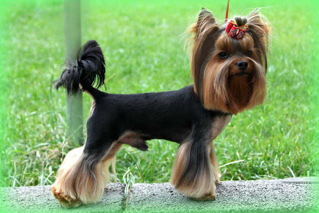 Yorkshire Terrier or Yorkie | Australian Dog Lover