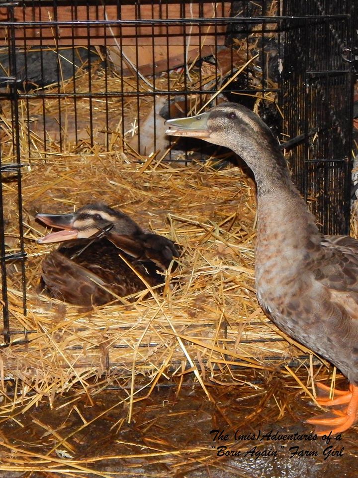 The Great Duck Race!!! - The (mis)Adventures of a Homesteadin' Mama
