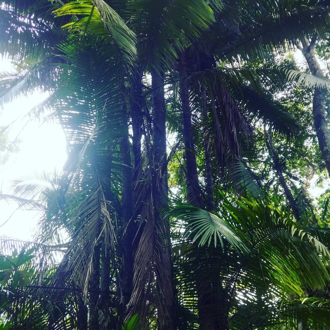 Pokok Nibung Juga Tumbuhan Seribu Guna |MyRokan