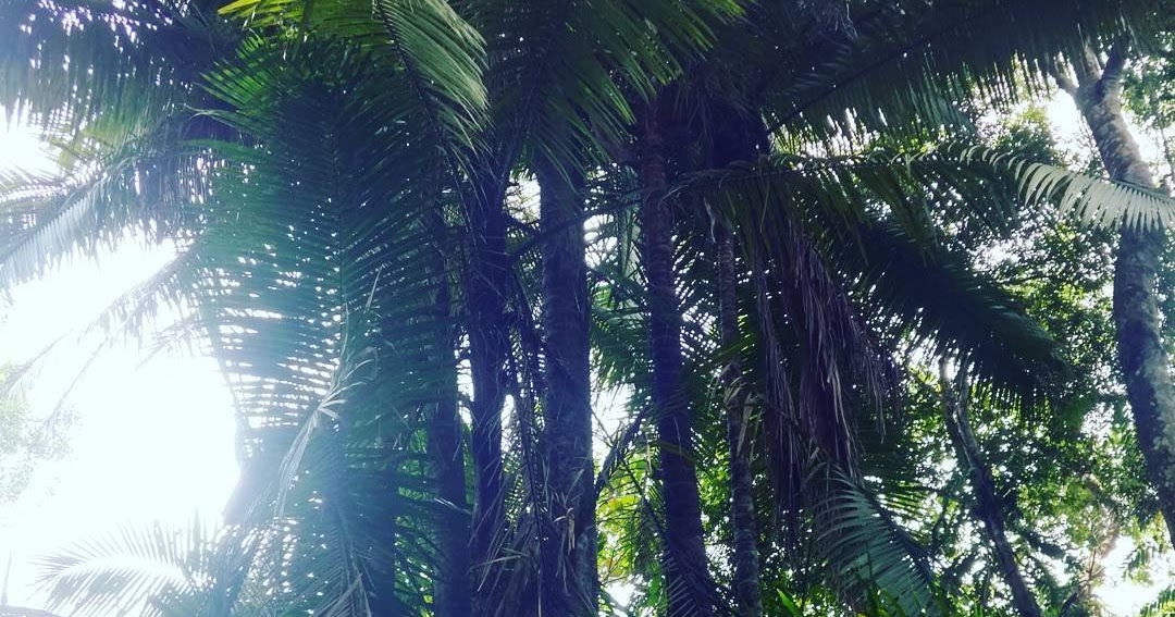 Pokok Nibung Juga Tumbuhan Seribu Guna |MyRokan