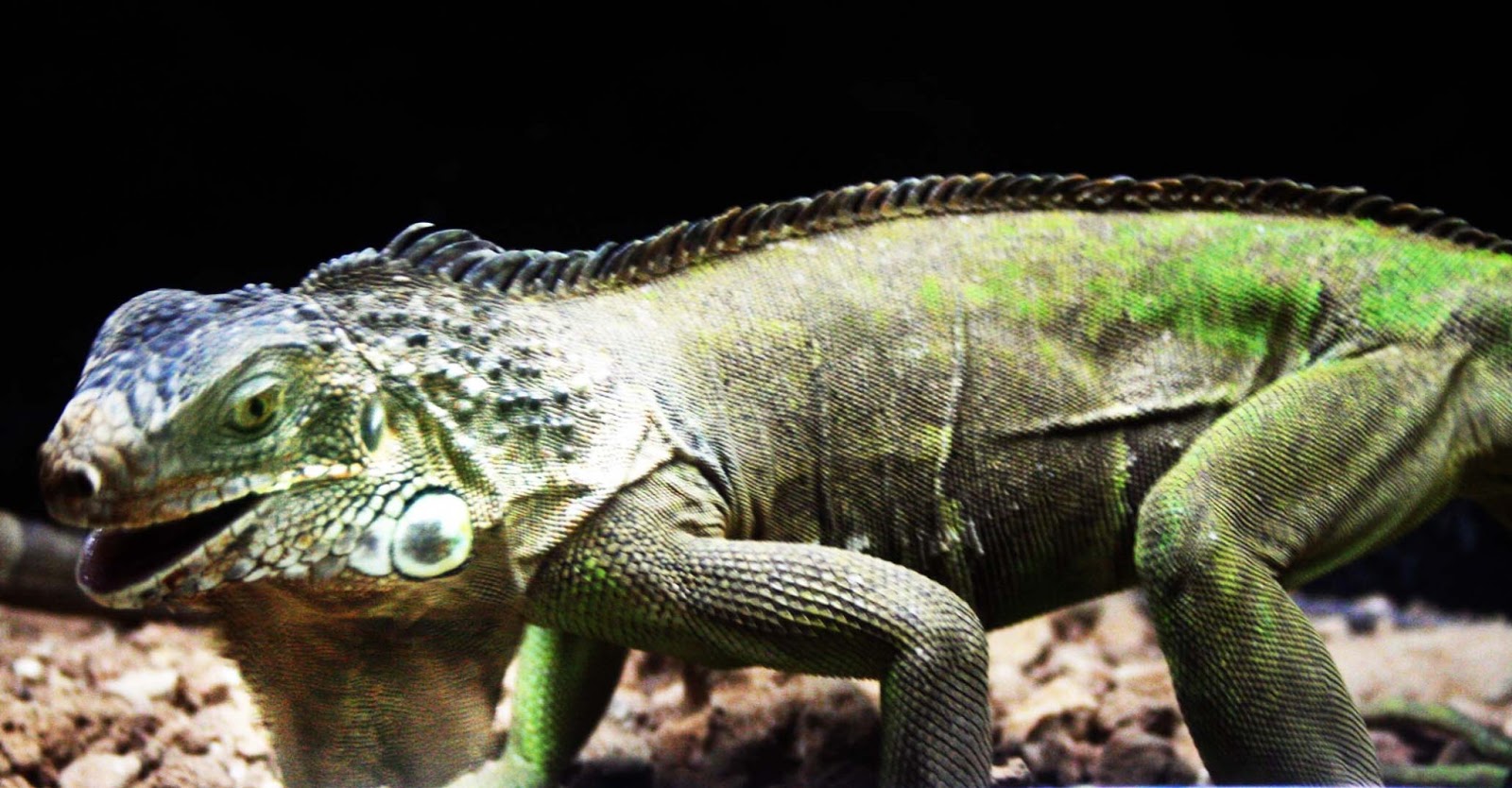 Living with Nature - School on Blog by Dr. Abercio V. Rotor: UST-AB ...