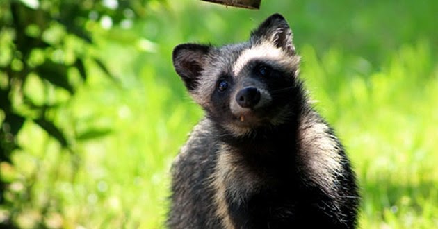 Fauna Urbana Villa María: Nacen cuatro perros mapache en el Zoológico ...