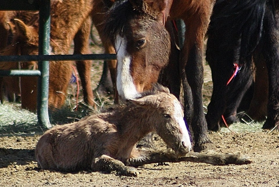 Save the Mustangs: Photos of BLM Roundups