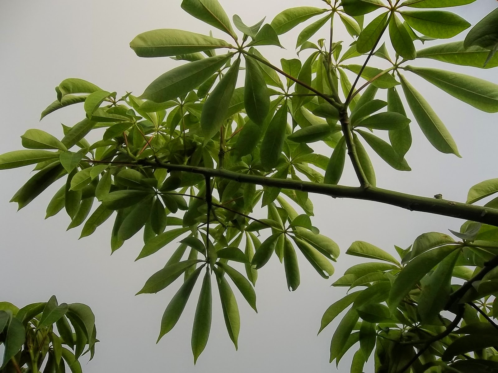 Warrior Pilgrimage: USEFUL PLANTS 101: Kapok