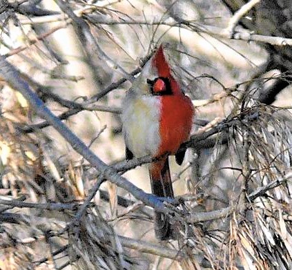 BARRY the BIRDER: Avian mutations...