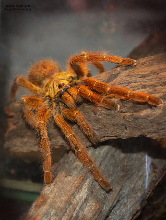 FanTerra: Pterinochilus murinus - opis gatunkowy