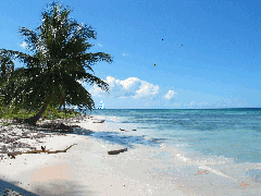 Animated Nature Screensavers: Beautiful Animated Screensavers With ...