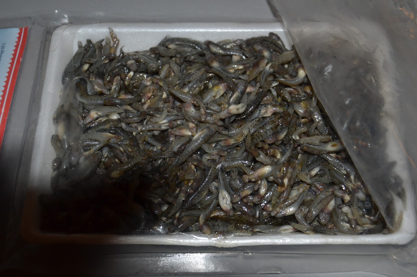 Oppdag Fisk!: Eleotris Fusca/Dusky Sleeper/Eleotris Fusca (Ferskvann ...