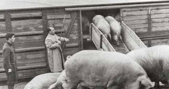 paco molina de zamora: El porquero