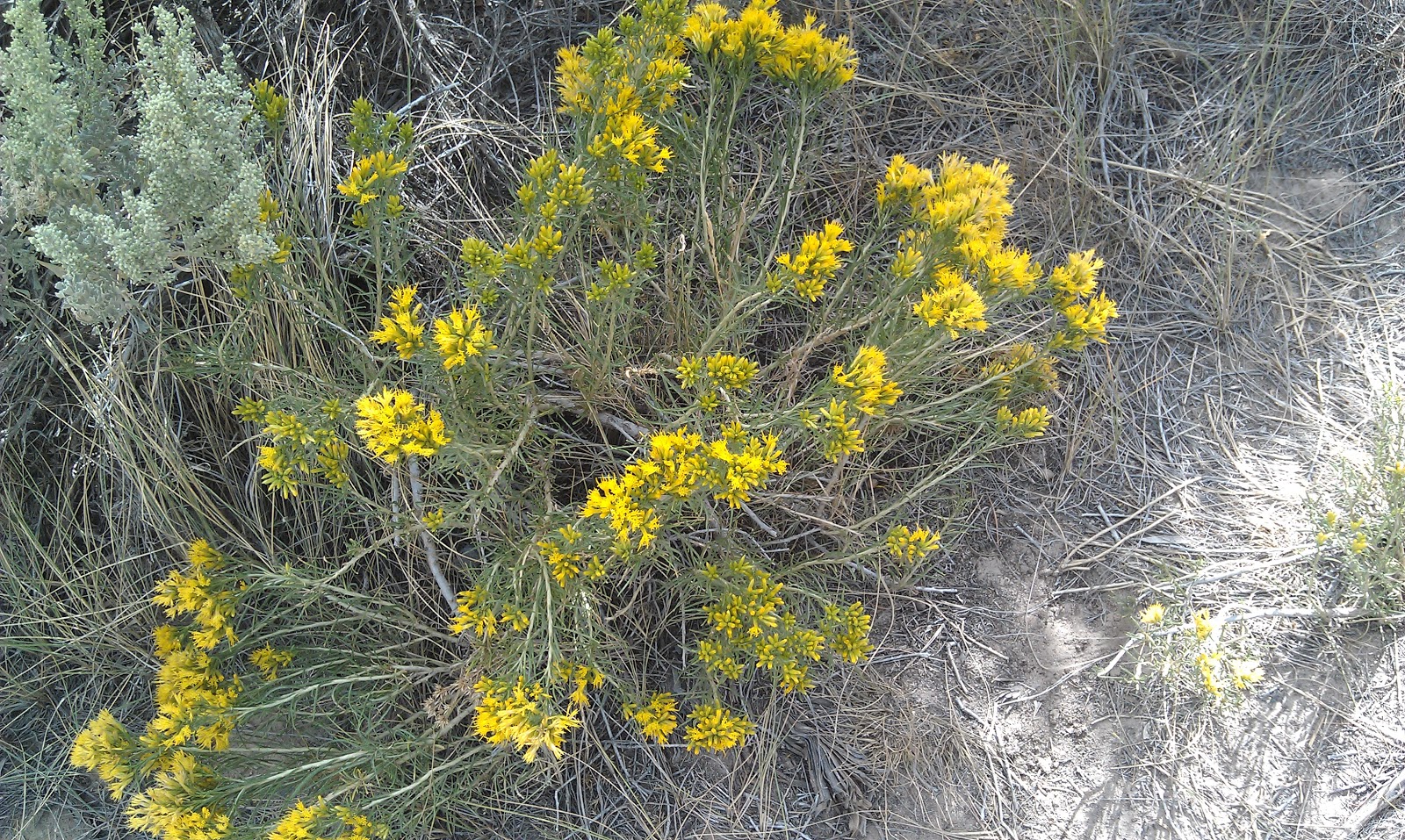 Dennis and Judy Travels: Sheepeater Indian Petroglyphs - Torrey Basin, WY
