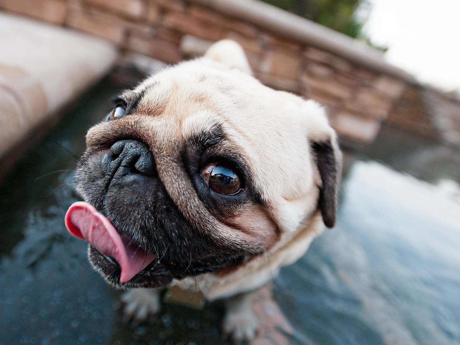 Imagenes de un perro pug - Imagui