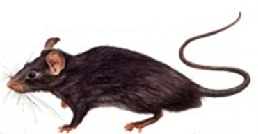 Blog do Maffei: A PESTE NEGRA - UMA PESTE QUE POSSIVELMENTE TENHA VINDO ...