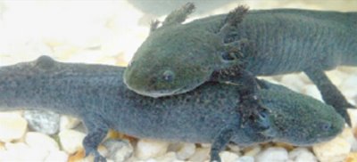 BIOLOGÍA II: La importancia del ajolote