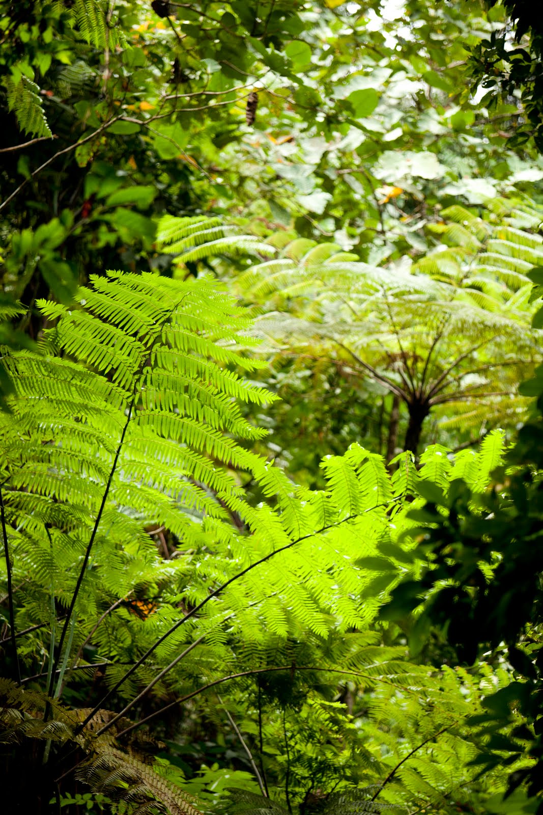 Sticky Rice Travel - Photostream: Jungle Ferns