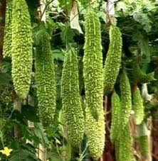 Budidaya Tanaman Pare – Jati.id