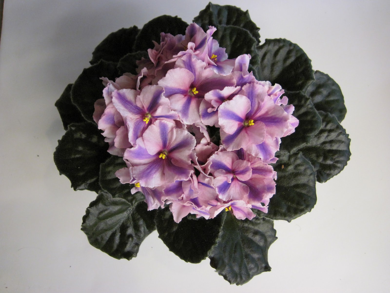 Violet Tiger: A summer update..a few in bloom