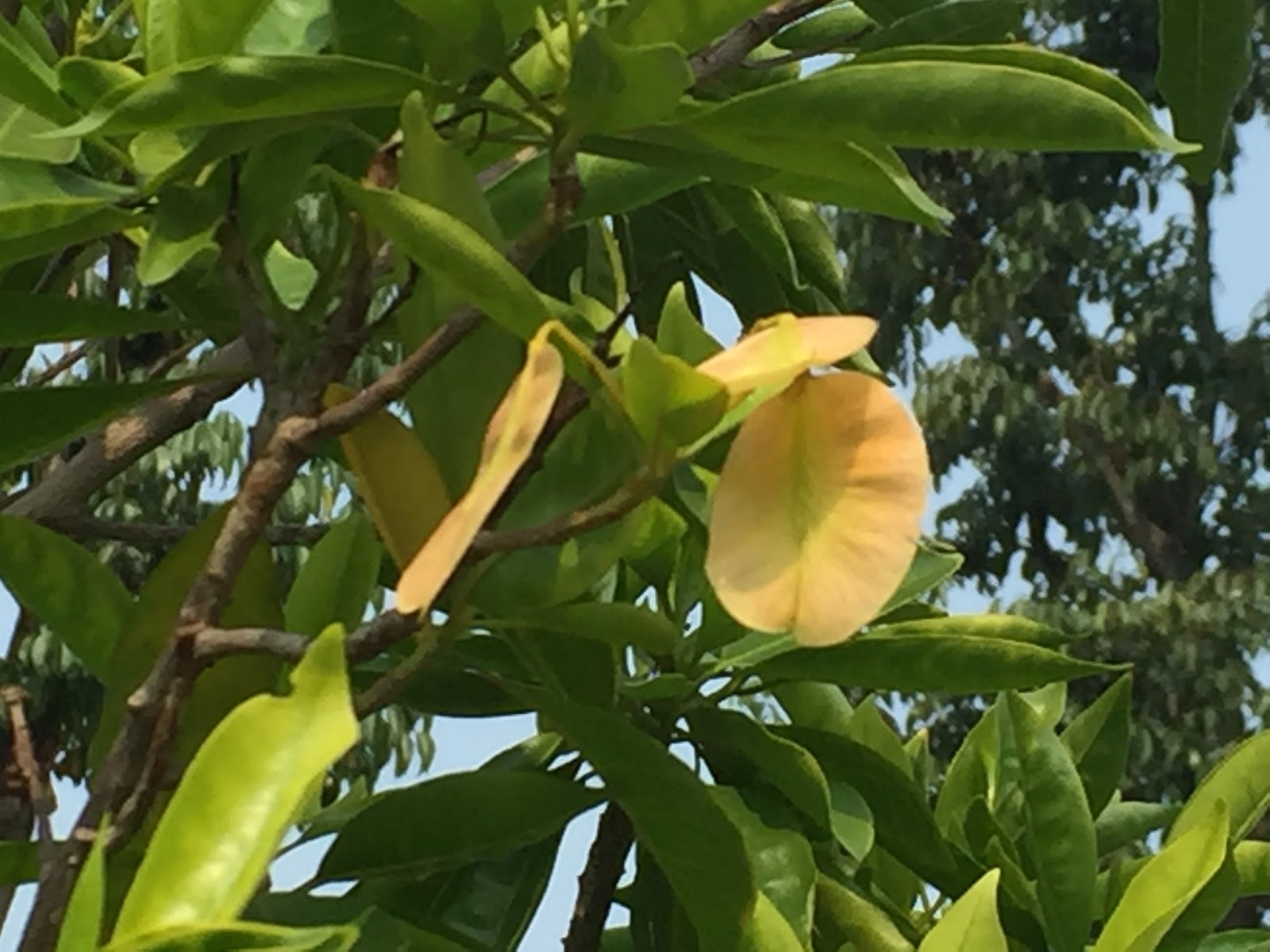 my G@Rdening frenzY: PTELEOCARPA LAMPONGA