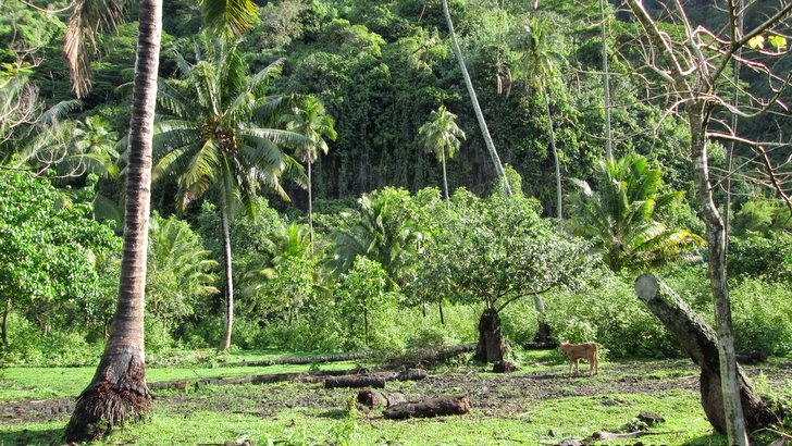 Paysage champêtre à Tautira