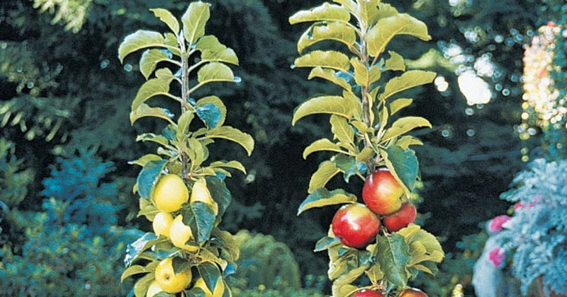 Sertifikalı Bodur-Yarı bodur-Klasik Meyve Fidanları: 2021-2022 fidan ...