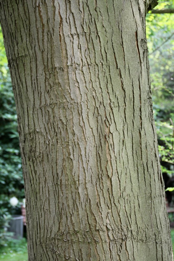 ARTE Y JARDINERÍA : ARCE PLATEADO. Acer saccharinum