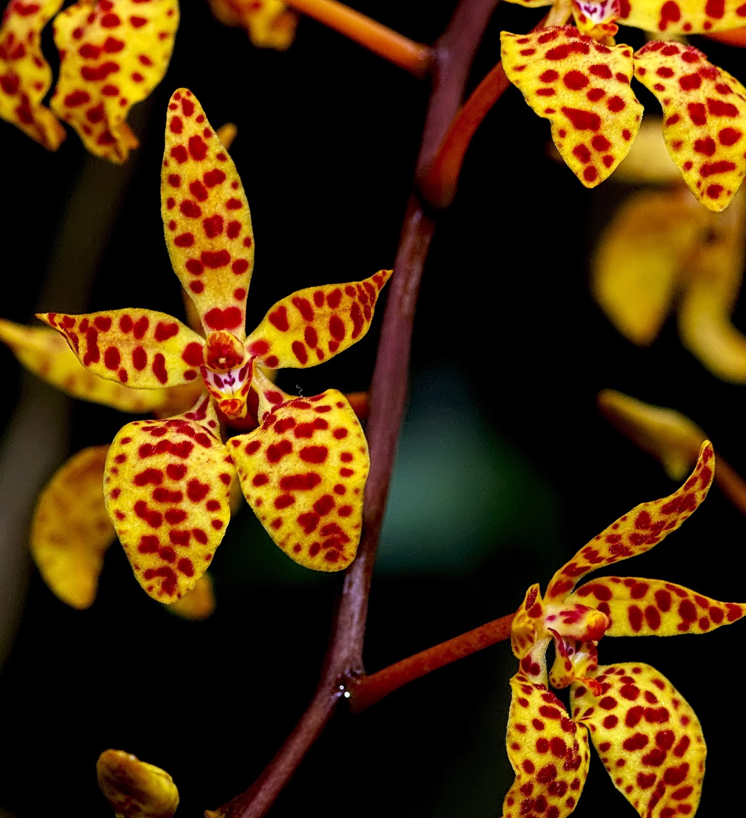 Le mie Orchidee: Renanthera Imschootiana Monachica