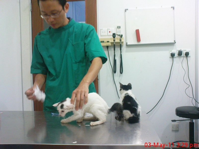 Medical treatment for Dina's DBKL rescued cats - AnimalCare