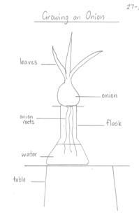 Resources for NSW Stage 2: Science: How to draw a scientific diagram