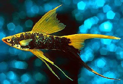 Fresh Water Fish Keeping: Sword Tails