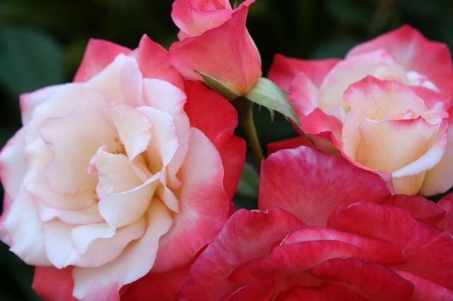 Blooming Rose Musings: Early Autumn Roses