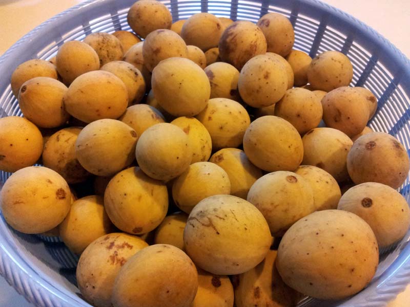Wild Child: Langsat fruit